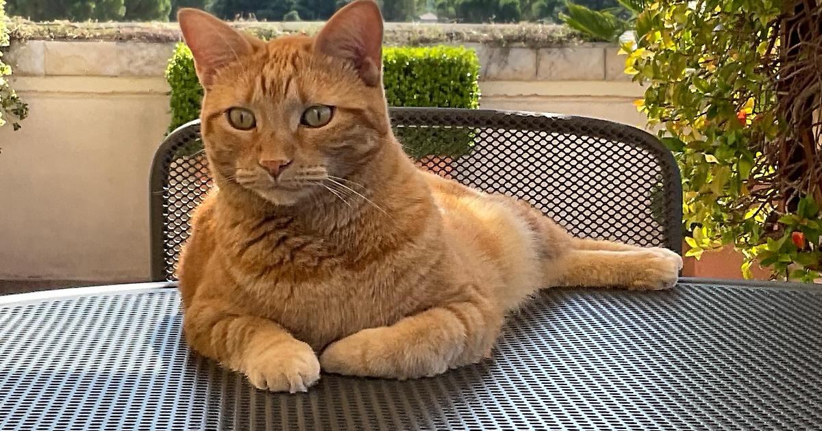 Gatti arancioni: scoperto il segreto del loro colore dopo 60 anni di ...