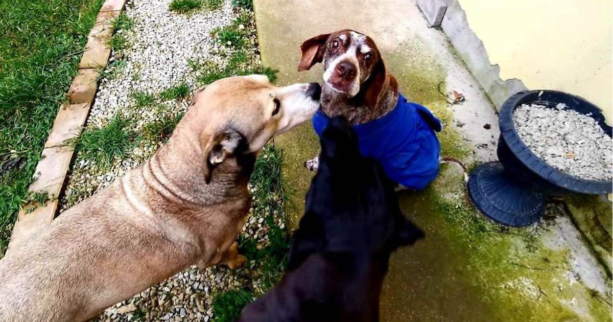 La storia a lieto fine di Andrew: il meticcio adottato dopo 22 anni di ...