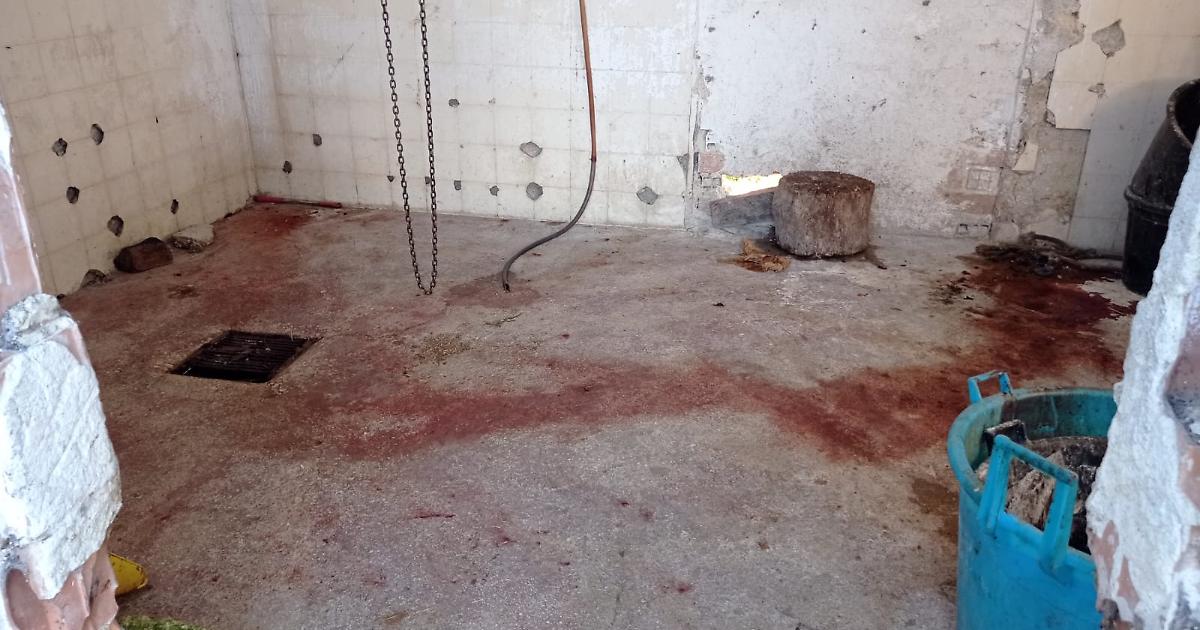 Mattanza dei cavalli, le intercettazioni choc: "Domani accoppamo la ...