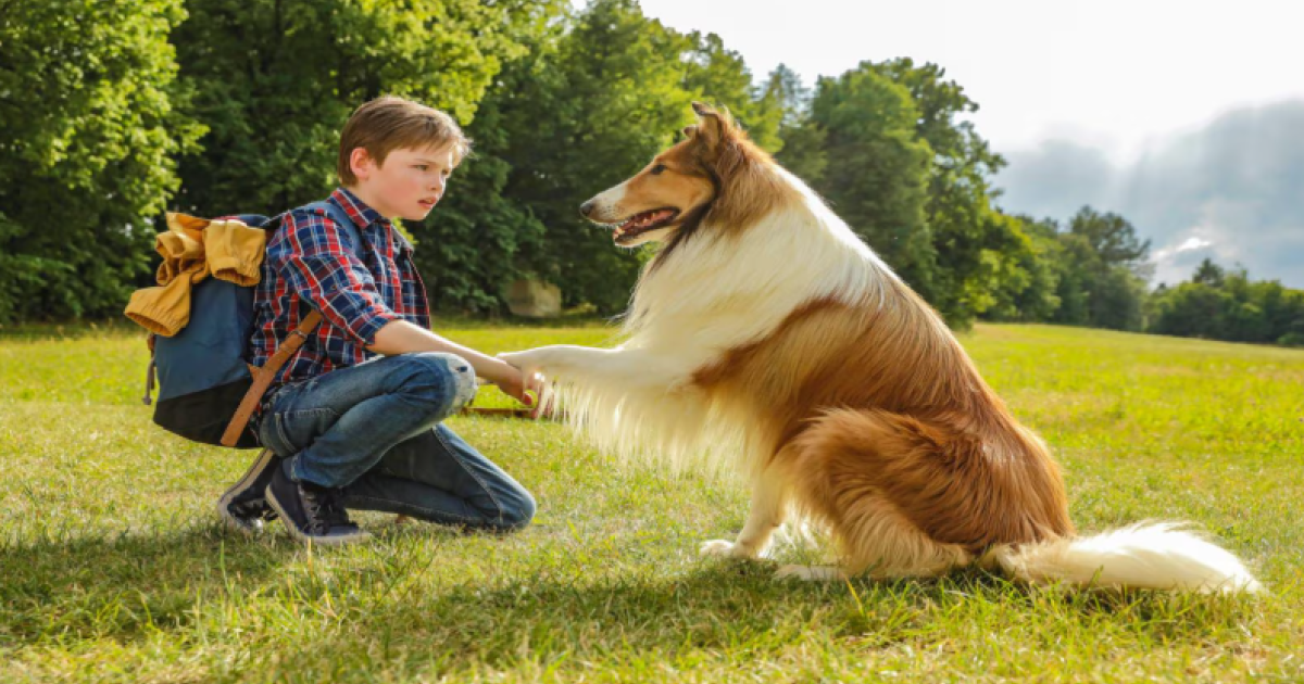 Lassie torna a casa stasera in tv domenica 27 aprile su Rai 1: trama e cast del film - Corriere ...