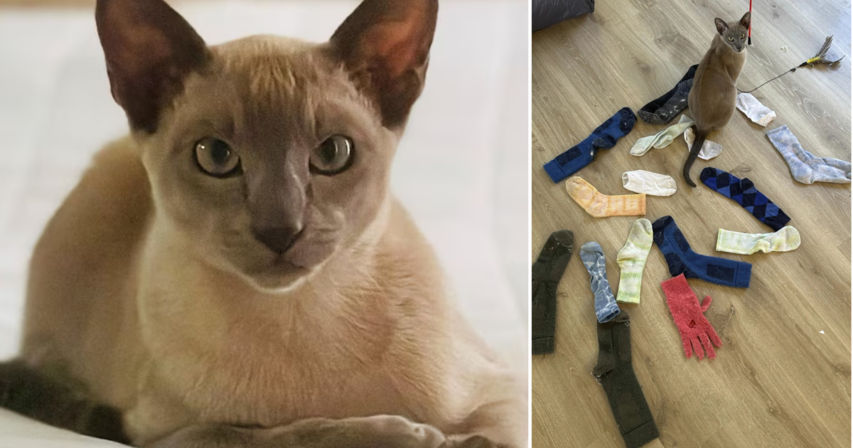 Leonardo da Pinchy, l’Arsenio Lupin a quattro zampe che terrorizza la ...