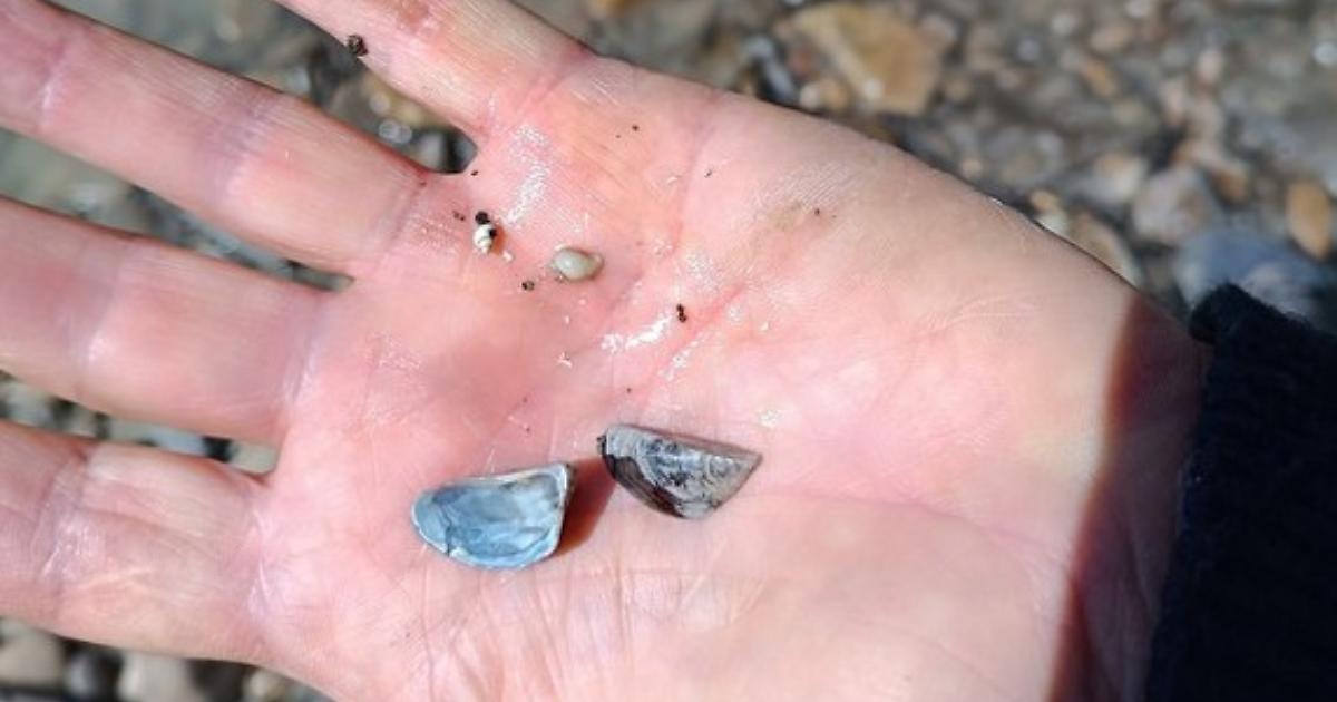 Avvistata la "cozza zebrata" sul fiume Tevere nei pressi della diga di ...