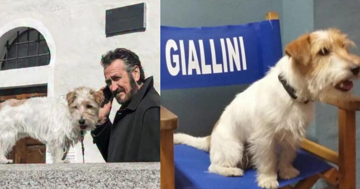 Rocco Schiavone, la cagnolina Lupa è interpretata da Gennarino di ...