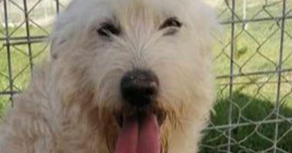 Cani non di razza lasciati al canile. I proprietari "Non possono essere ...