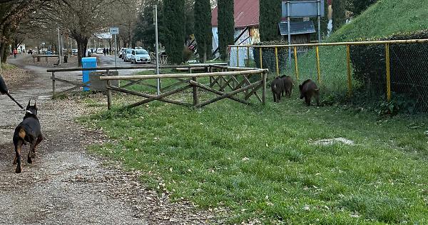 Branchi di cinghiali a spasso tra la gente al percorso verde: in Umbria ...